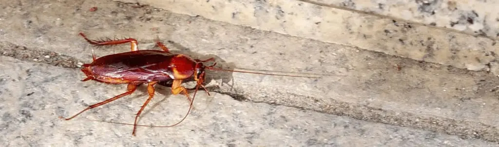 Cockroach Control | Thousand Oaks Pest Control & Extermination